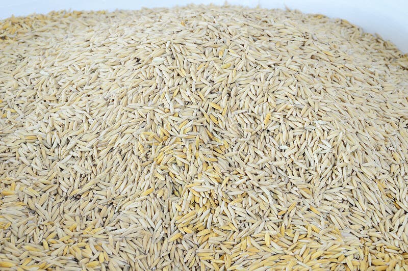 Pile of Paddy in Brown Shell from Thailand Stock Photo - Image of brown ...
