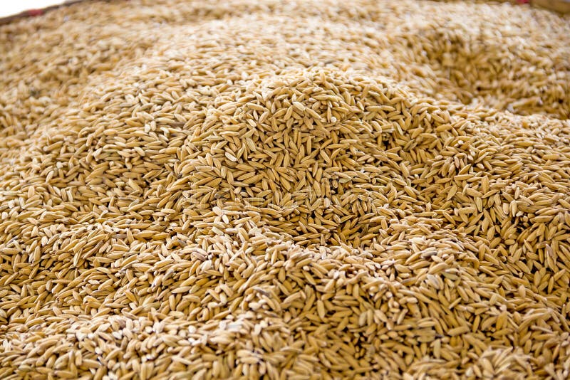 Pile of Paddy in Brown Shell from Thailand Stock Photo - Image of ...