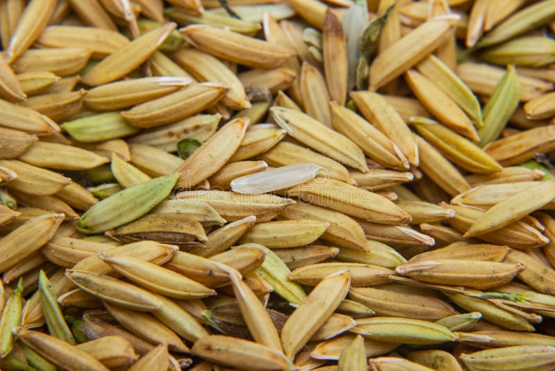 Paddy rice field stock photo. Image of crop, nature, abundance - 49326656