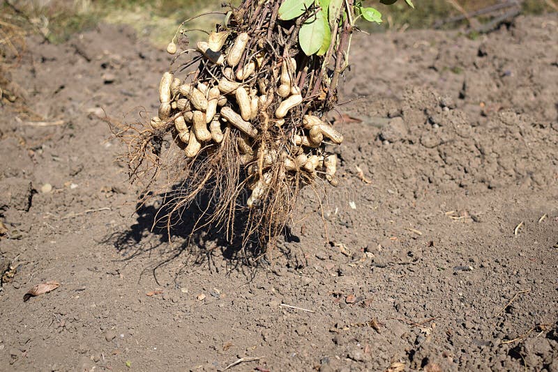 Pile of Peanuts after Dug Out Off the Ground Stock Photo - Image of ...