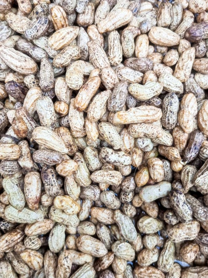 Pile of Peanuts that are Ready To Be Processed into Various Kinds of ...