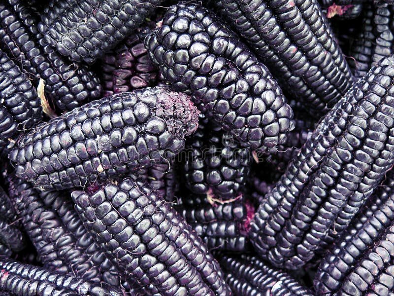 Peruvian Corn stock photo. Image of yellow, corn, organic - 21225110