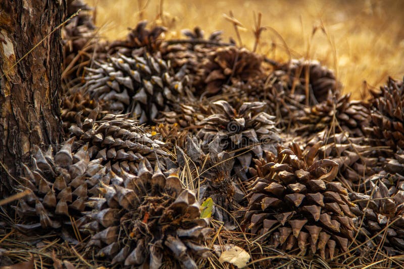 A Pile of Pine Cones, with a Shallow Depth of Field Stock Image - Image ...