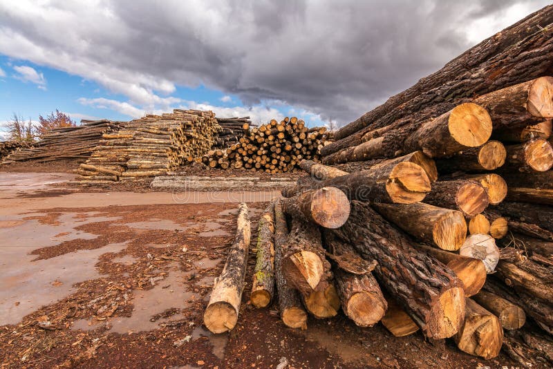 Pile of Pine Logs in a Sawmill for Further Processing into Pellets ...