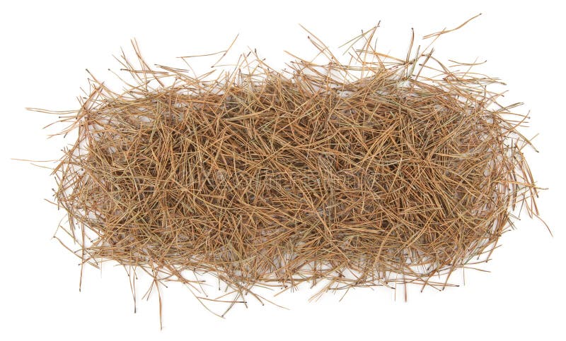 Pile of Pine Needles Isolated on White Background. Stock Image - Image ...