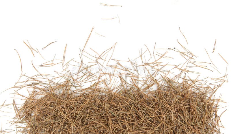 Pile of Pine Needles Isolated on White Background. Stock Image - Image ...