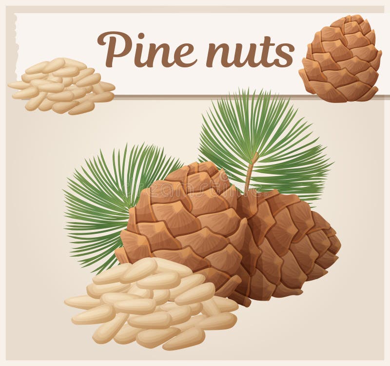 A Pile of Pine Nuts, Pine Cones and Branches Vector Illustration. Seeds ...