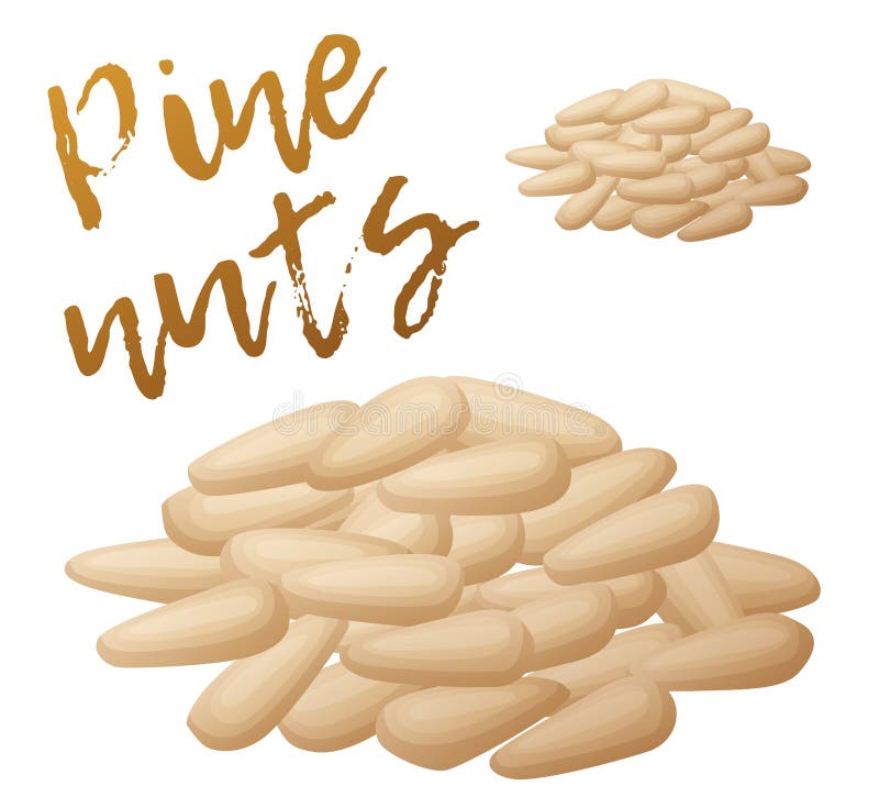 Vector Pine Nuts Stock Illustrations – 2,340 Vector Pine Nuts Stock ...