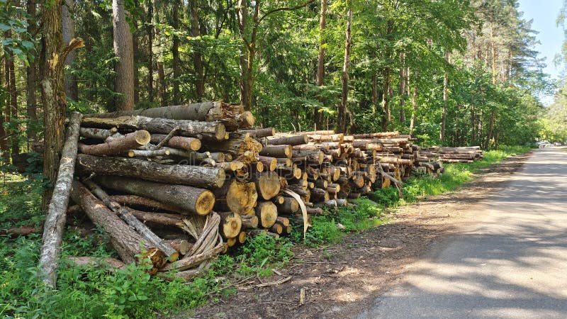 A Pile of Pine, Spruce and Birch Logs Intended for Industrial ...