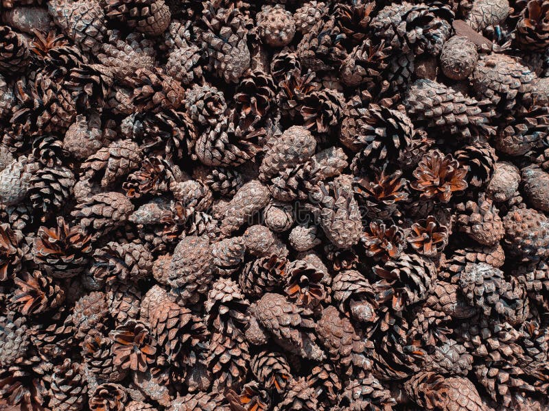 A Pile of Pine and Spruce Cones without Seeds Stock Image - Image of ...