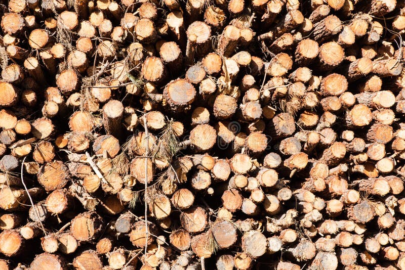 Pile of pine tree trunks stock image. Image of forest - 48168967