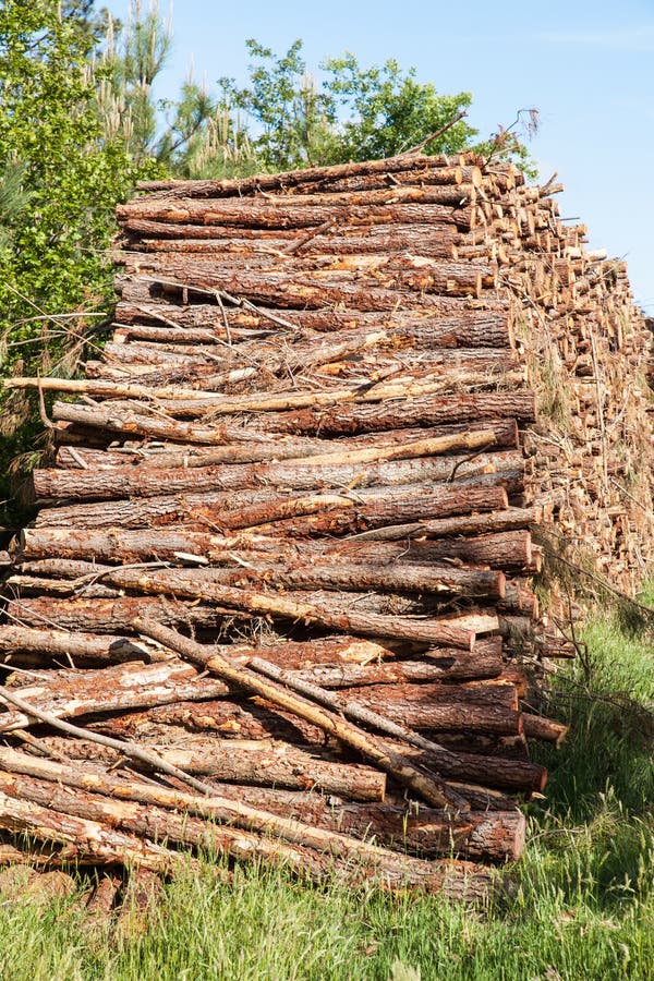 Pile of pine tree trunks stock photo. Image of stack - 50188060