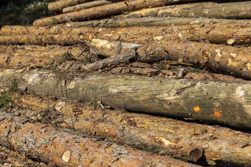 A Pile of Pine Trunks for Further Processing at a Sawmill Stock Photo ...