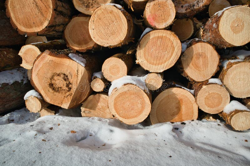 Pile of Pine Wood Log Trunks in Winter Stock Image - Image of snow ...