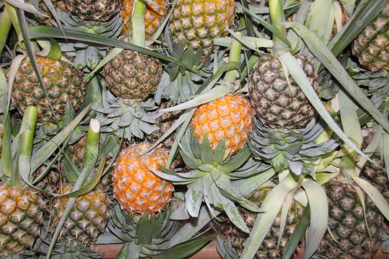 Smooth Cayenne Pineapple Stock Photos - Free & Royalty-Free Stock ...