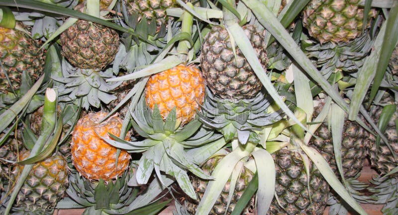 Smooth Cayenne Pineapple Stock Photos - Free & Royalty-Free Stock ...