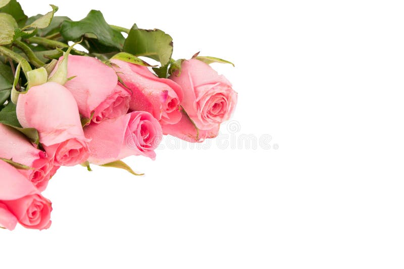Pile of pink rose blossoms stock image. Image of beautiful - 51012525