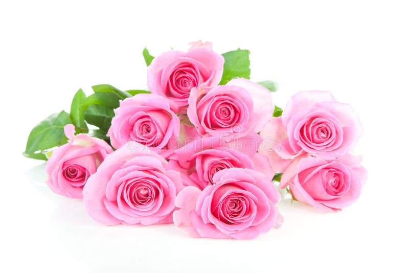 Pile of pink roses stock photo. Image of pile, thorns - 20549894