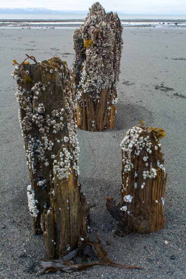 Barnacles on Pilings 2 stock photo. Image of outdoors - 174335510