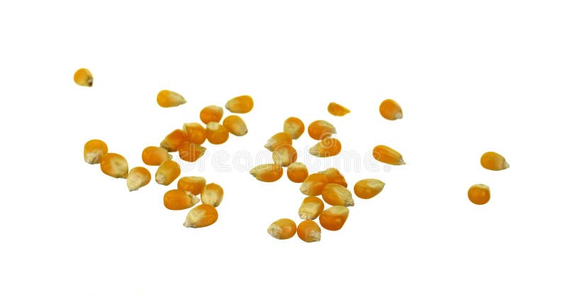 Popcorn Seed Isolated on Whitw Background. Stock Image - Image of ...