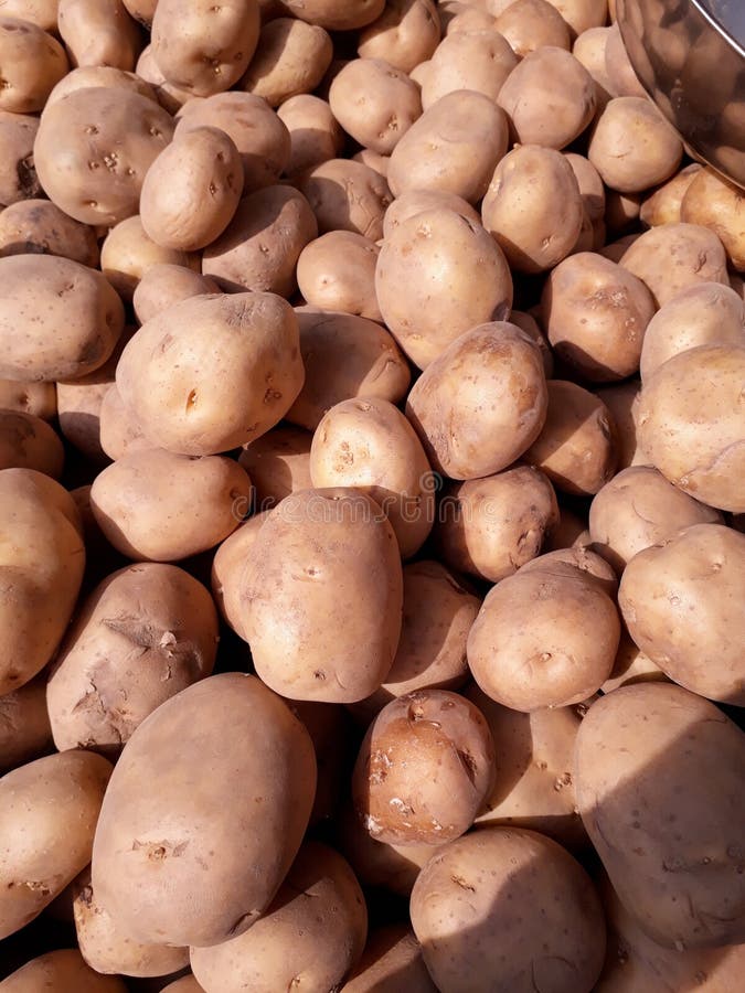 Pile of potatoes stock image. Image of acid, soil, quail - 239879041