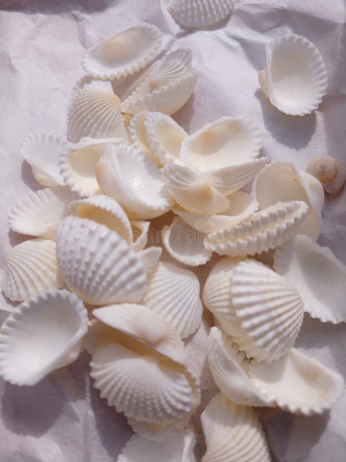 White Seashells on White Sand Stock Image - Image of white, summer ...