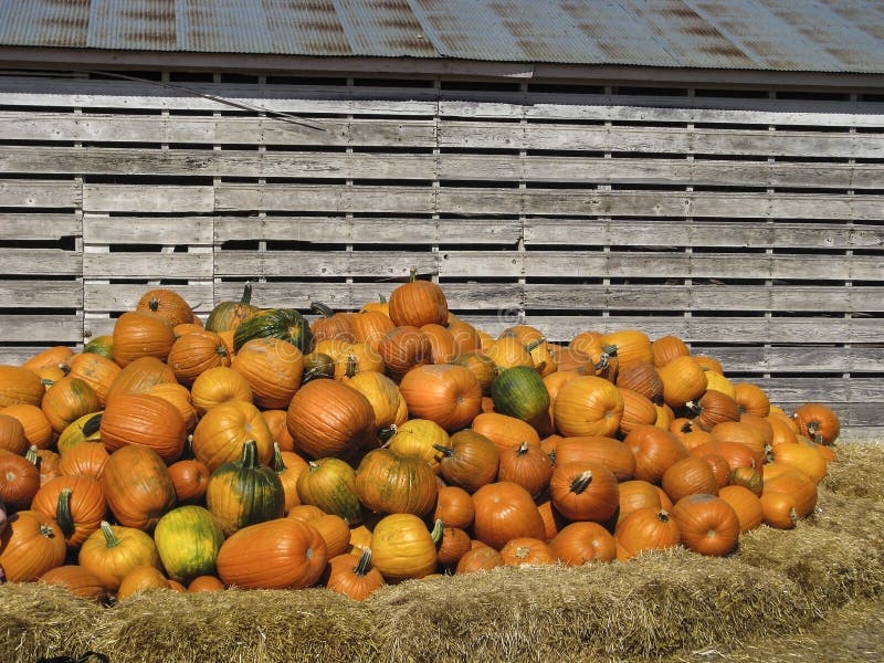 Pile of Pumkins in Hay stock image. Image of farm, patch - 97387981