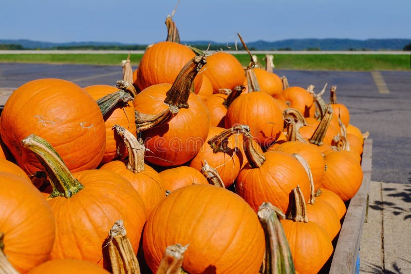 Pile of pumpkin stock image. Image of autumn, holiday - 100165049