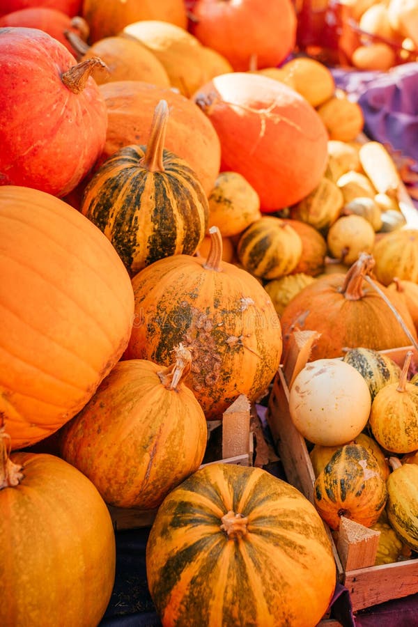 A pile of pumpkins stock image. Image of holiday, autumn - 163805073