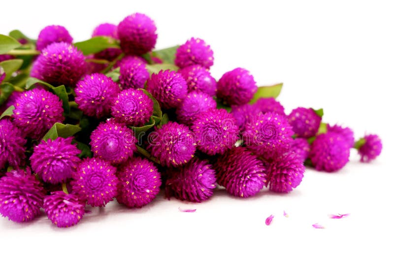 Pile of Purple Globe Amaranth/bachelor`s Button Flowers. Stock Image ...