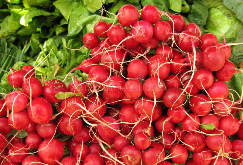 Pile of radishes stock photo. Image of full, fresh, sativus - 10618830