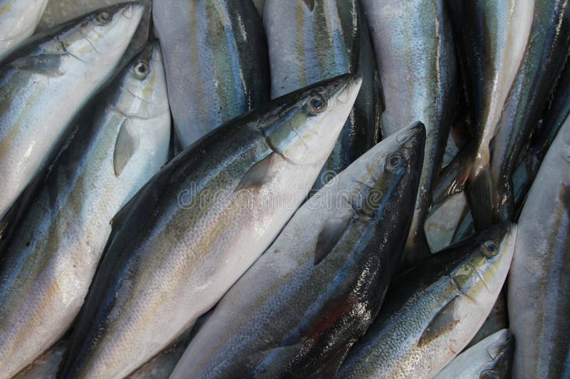 A Pile of Rainbow Runner Fish Stock Image - Image of close, rainbow ...