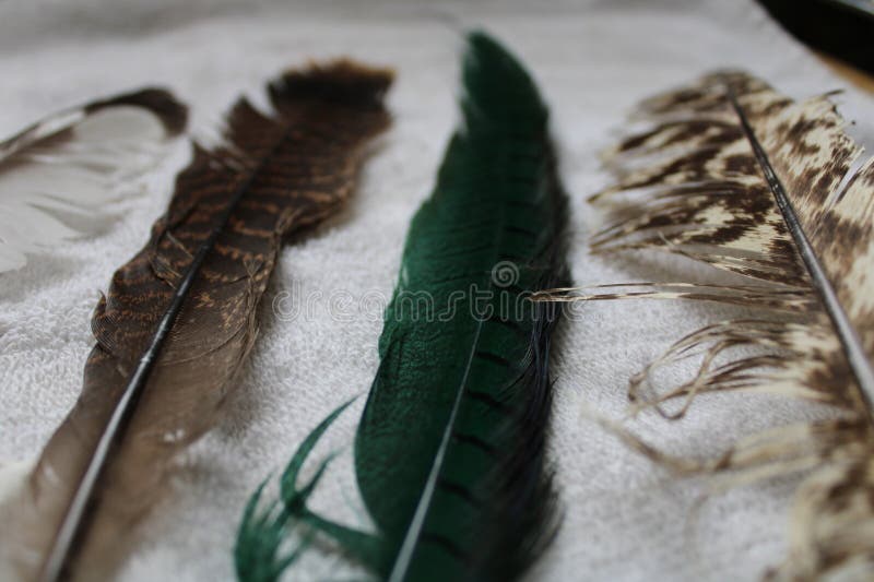 Pile of Bird Feathers Laid Out on a White Background Stock Image ...