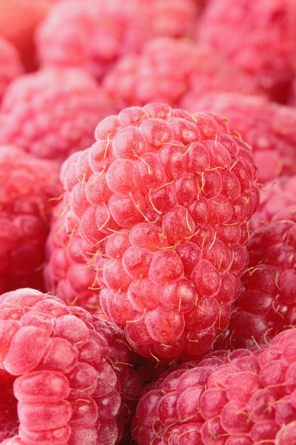 Pile of Raspberries Close-up Stock Image - Image of heap, ingredient ...