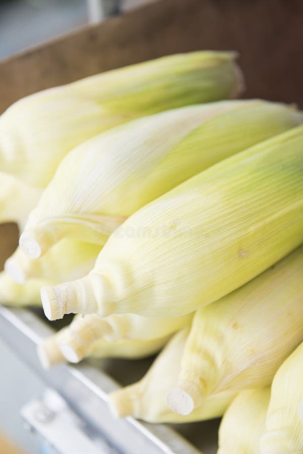 Pile of Raw Fresh Sweet Corn Stock Image - Image of vitamins, fresh ...