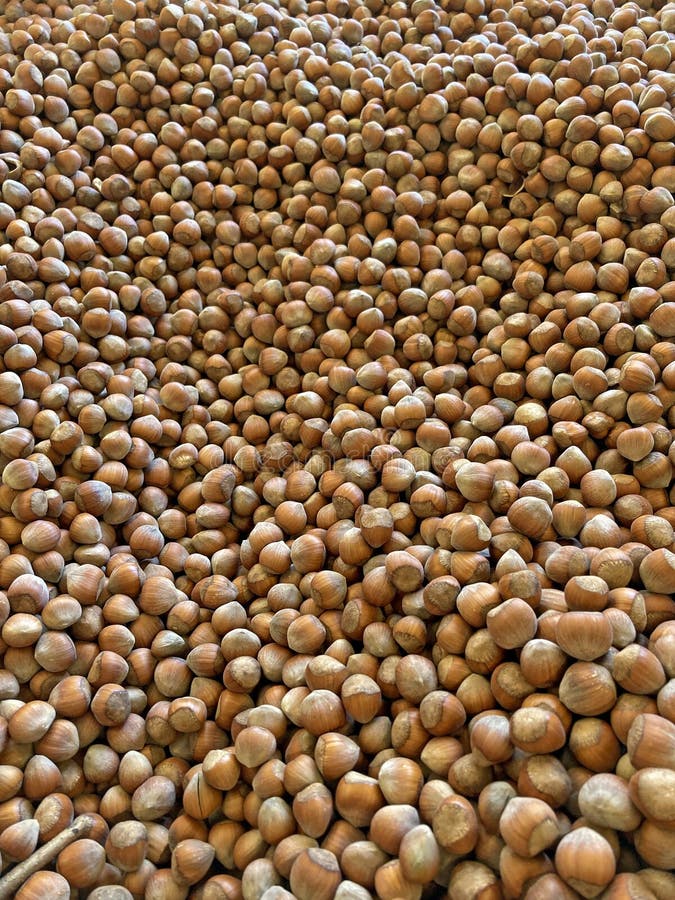 Raw hazelnuts in shell stock image. Image of outdoors - 259754573
