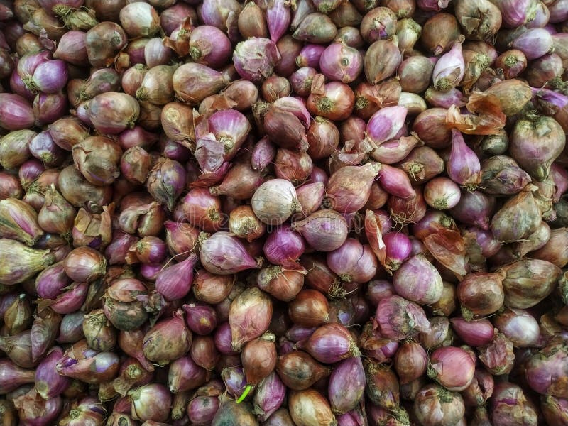 A pile of raw onions stock photo. Image of food, fruit - 259706916
