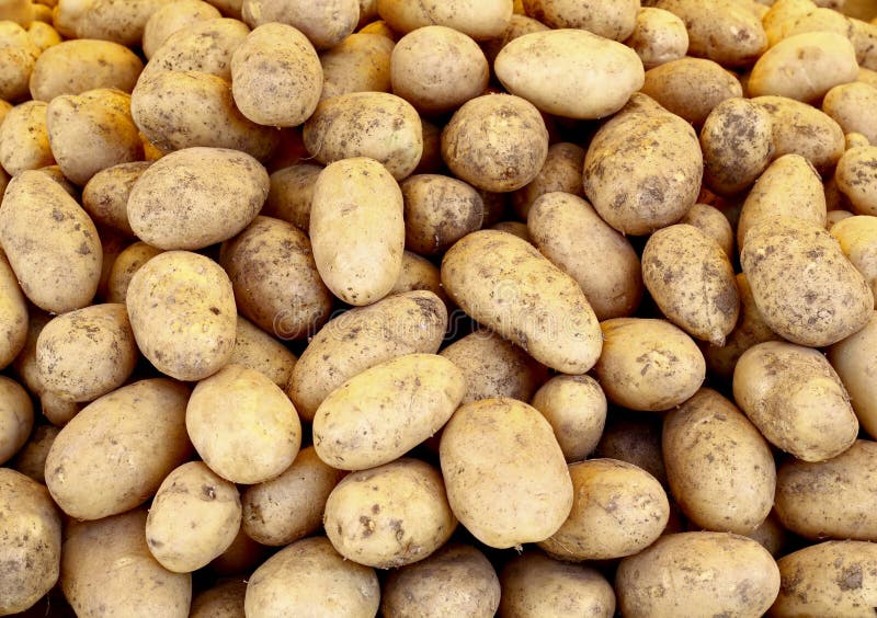 Pile of raw potatoes stock image. Image of autumn, agriculture - 53790795