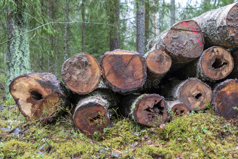 Pile of Raw Recently Cut Tree Trunks Stock Photo - Image of felled ...