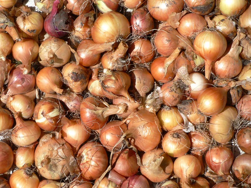 Pile of raw ripe onions stock image. Image of gourmet - 75207341