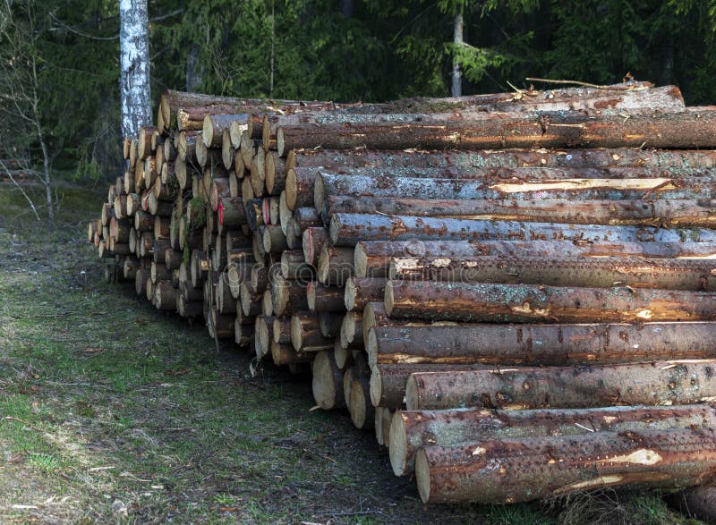 Pile of Raw Stacked Wood Logs Stock Image - Image of industry, closeup ...