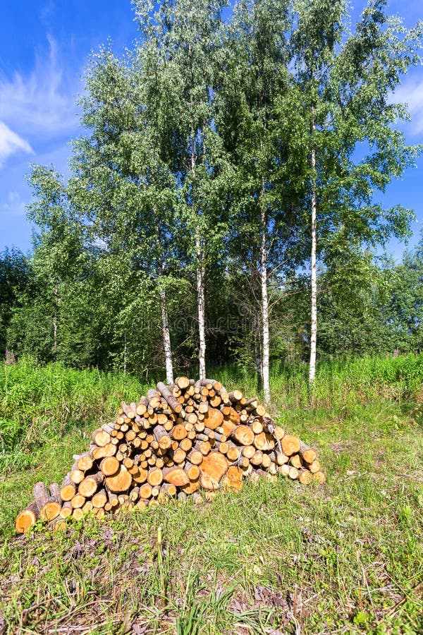 Pile of Raw Wood Logs at the Forest in Summertime Stock Image - Image ...
