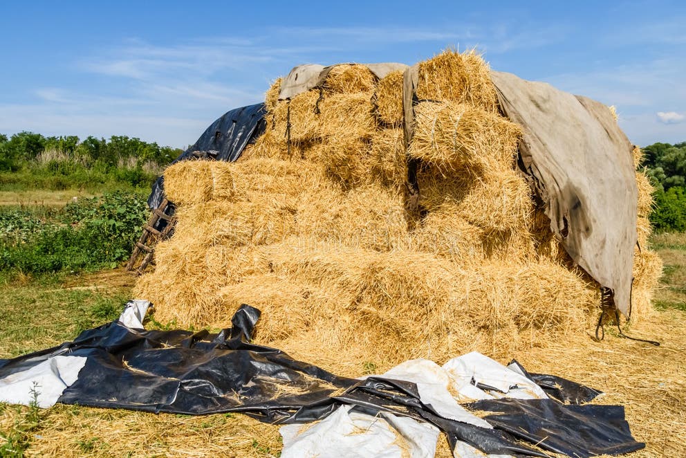Pile of the Rectangular Straw Bales on a Farmyard Stock Photo - Image ...