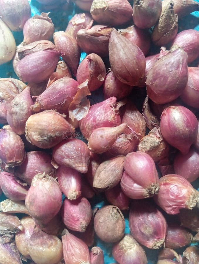 Pile of red onions stock photo. Image of pile, vegetable - 371173792