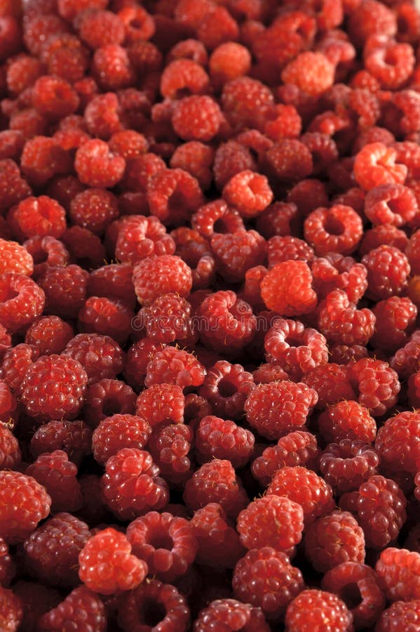 Pile of Red Ripe Raspberries. Background and Texture Stock Image ...