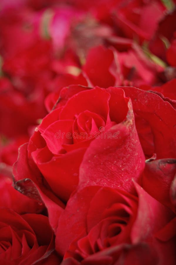 Pile of Red Roses stock image. Image of background, blossom - 20810263