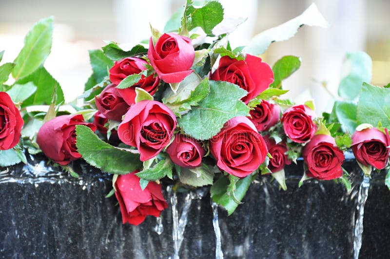 Pile of red roses stock image. Image of anniversary, floral - 37675725