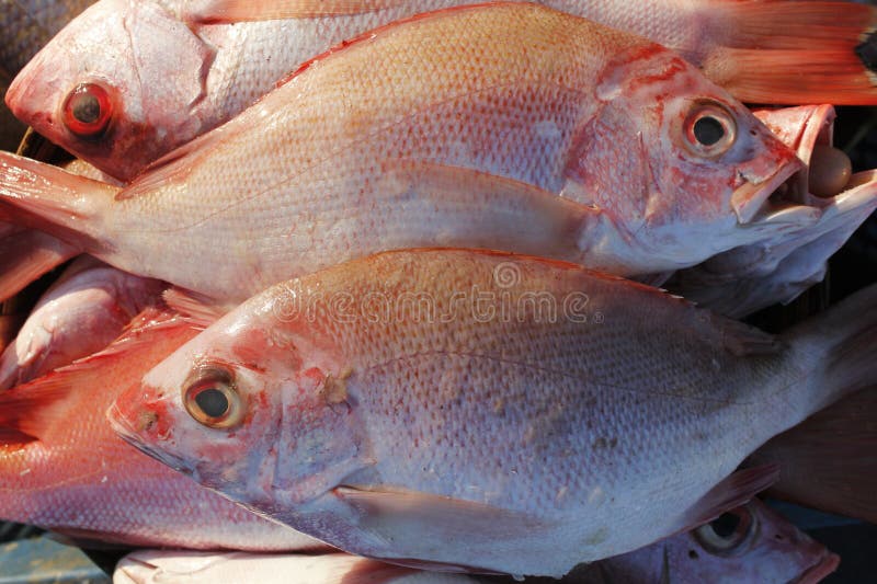 A Pile of Red Snapper Fish Close Up Stock Image - Image of light, catch ...