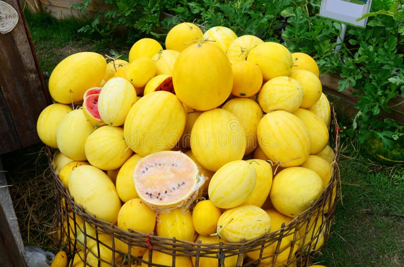 Pile of Red Watermelon with Yellow Shell on Wicker Basket Stock Photo ...