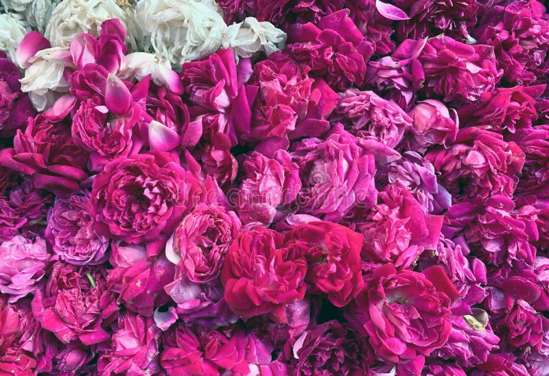 A Pile of Red and White Rose Flowers Stock Image - Image of beautiful ...